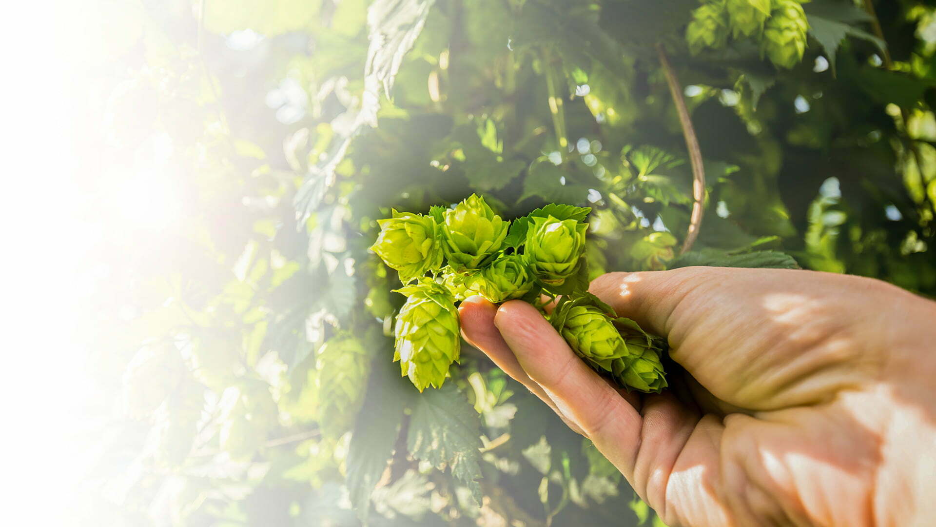 STRONA GŁÓWNA - Happy Hopfields